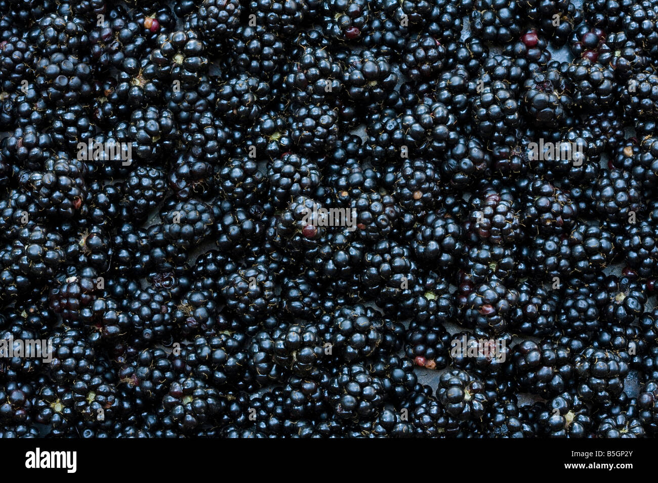 Blackberries, grouping, agriculture, hand-picked, forage, berry ...