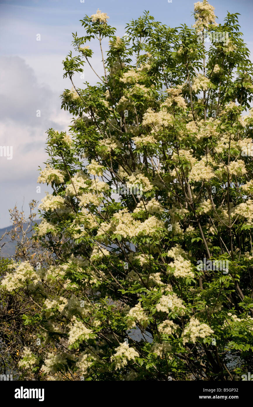 Manna Ash Fraxinus ornus in flower Sicily Spring Stock Photo - Alamy