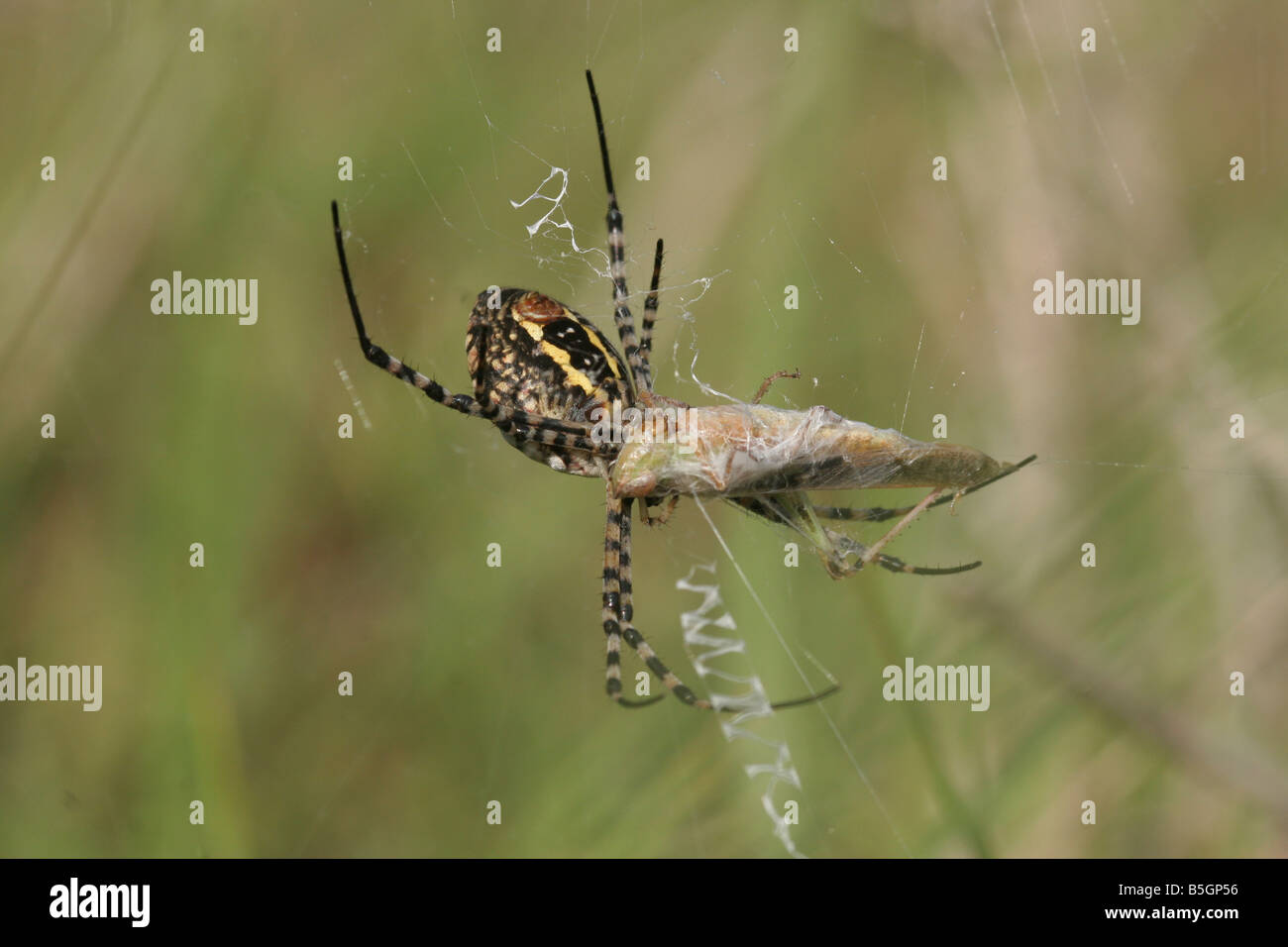orb weaver spiders family Araneidae Stock Photo - Alamy