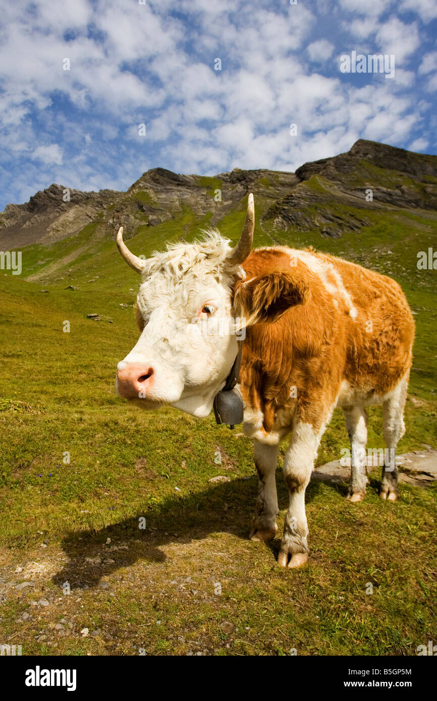 Alpine cow in the Bernese Oberland Switzerland Stock Photo - Alamy