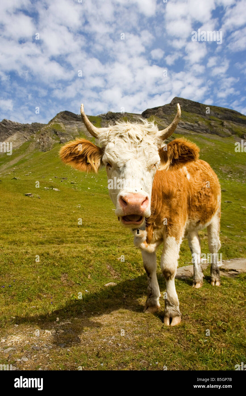Alpine cow in the Bernese Oberland Switzerland Stock Photo - Alamy