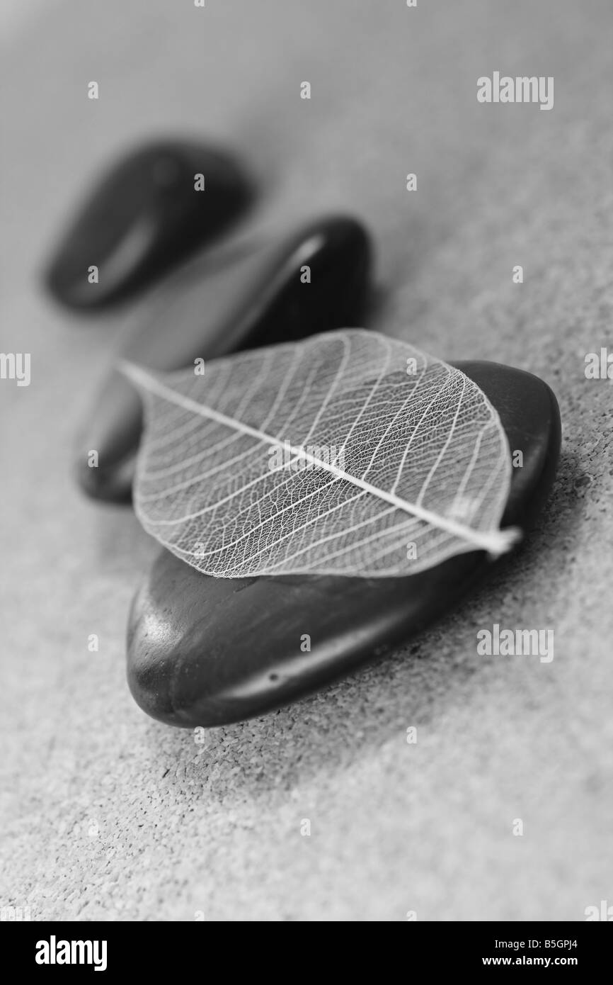 Intricate white leaf Black and White Stock Photos & Images - Alamy