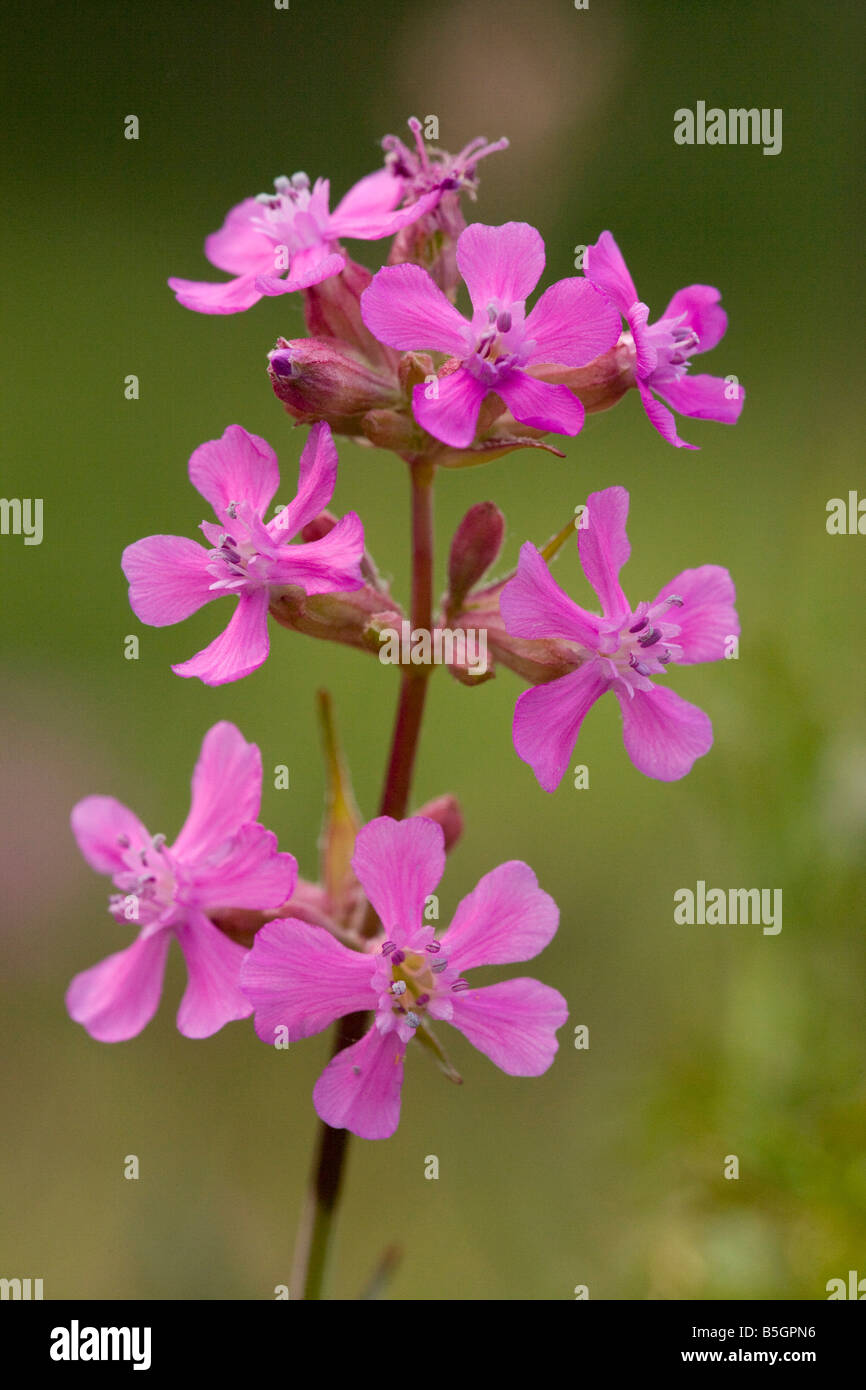 Sticky catchfly silene viscaria hi-res stock photography and images - Alamy