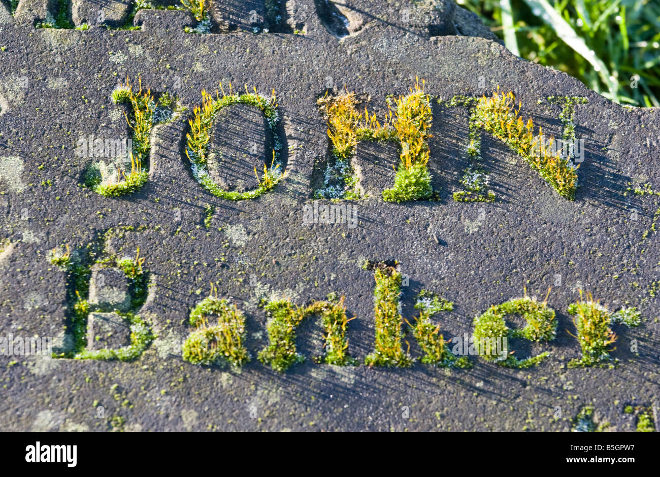 Moss fills the engraved letters of an old gravestone lying on the ...