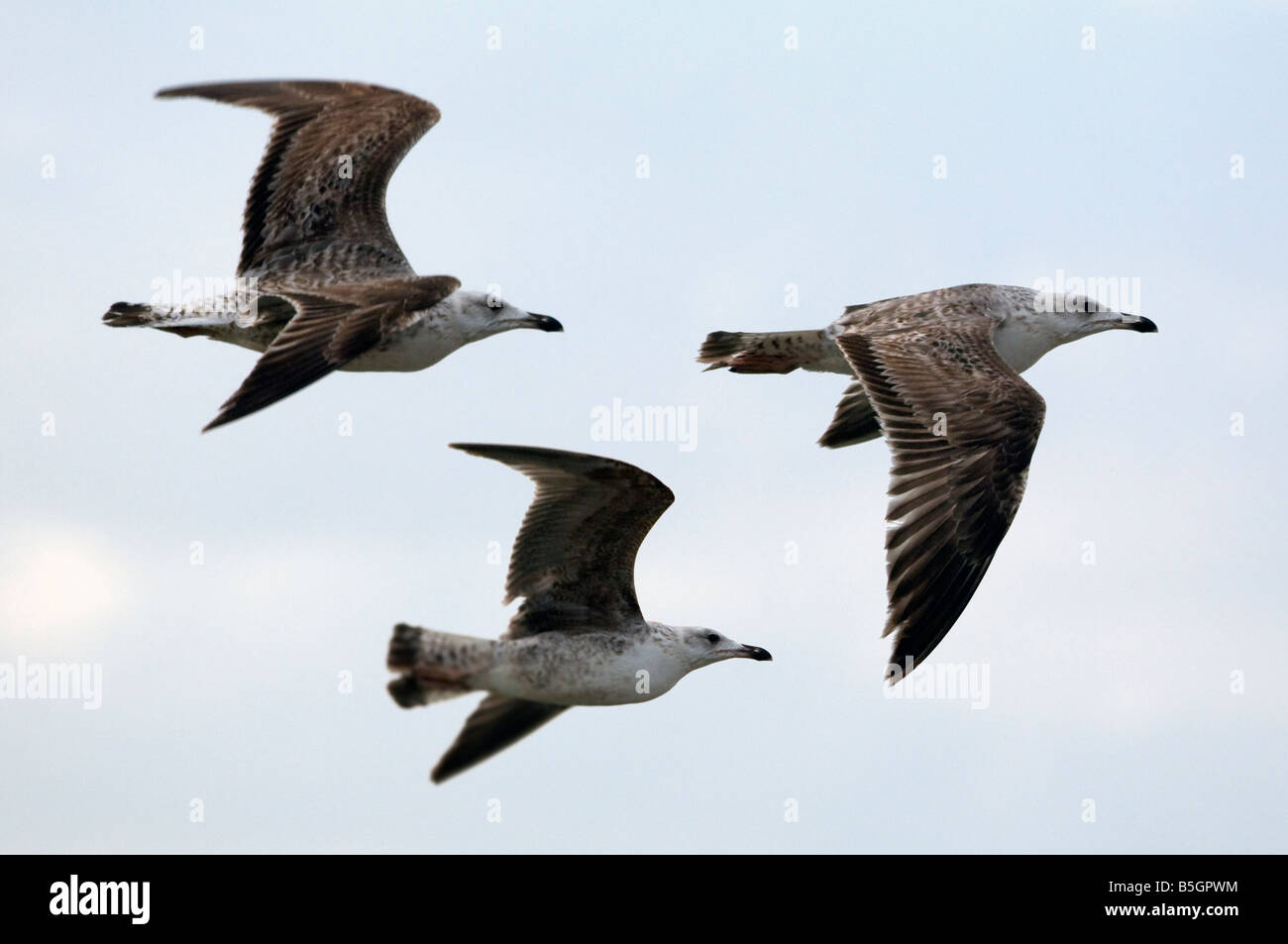 Flying team hi-res stock photography and images - Alamy