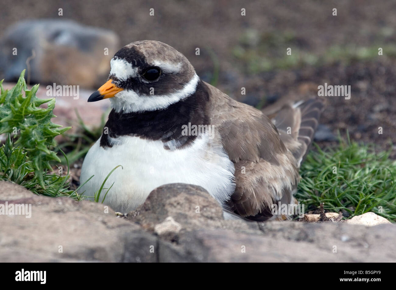 Ringed Plover on nest Stock Photo - Alamy