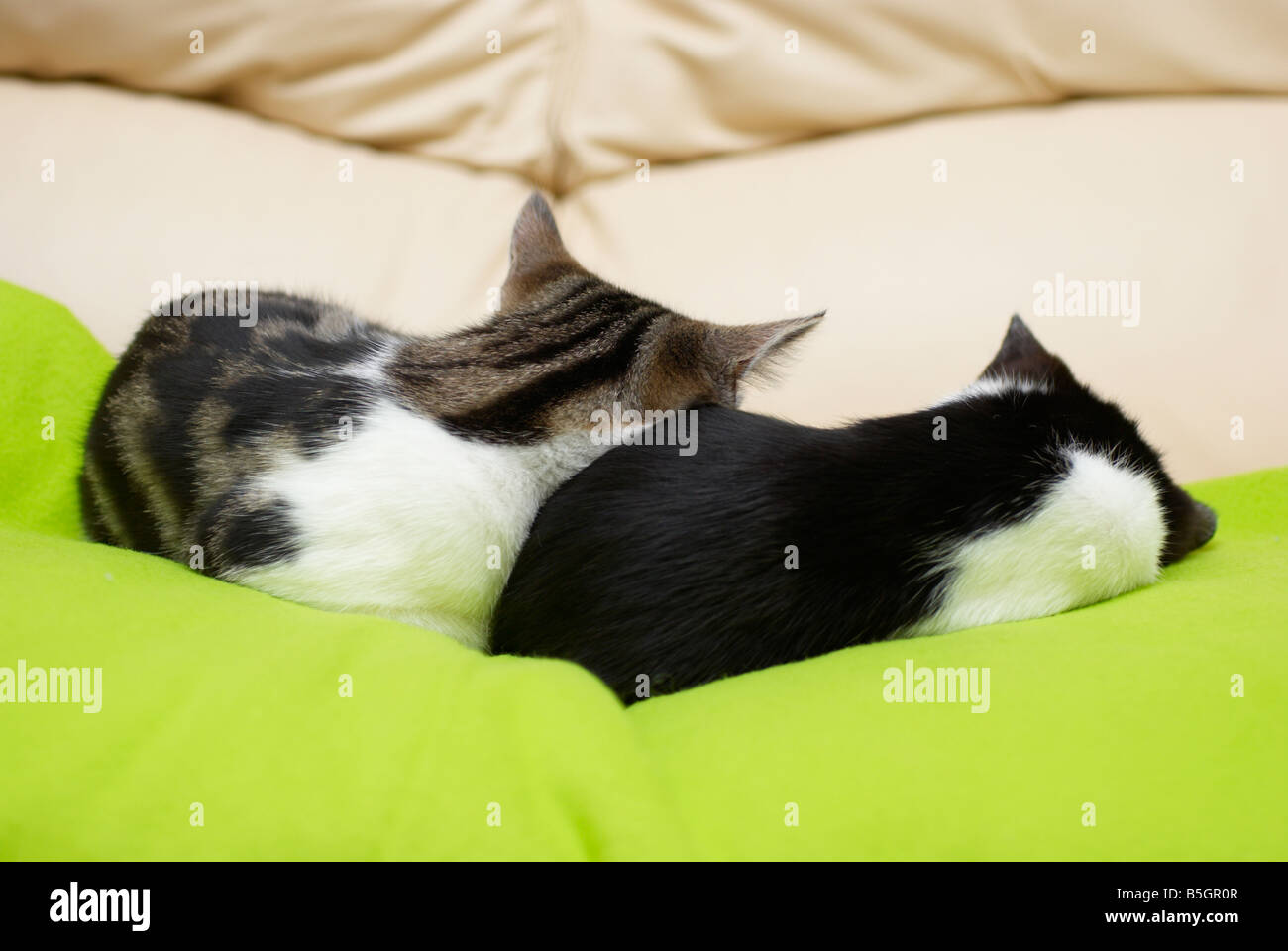 Cuddling kittens hi-res stock photography and images - Alamy