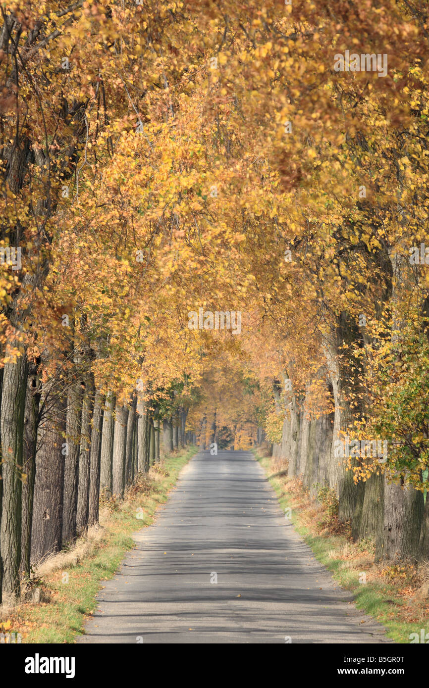 Old lime trees lane in autumn.Tilia cordata Stock Photo - Alamy
