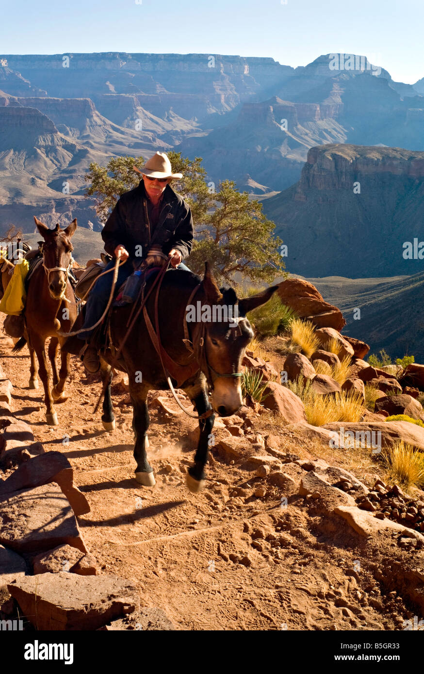 ARIZONA GRAND CANYON Cowboy wrangler leads a pack train of horses up ...