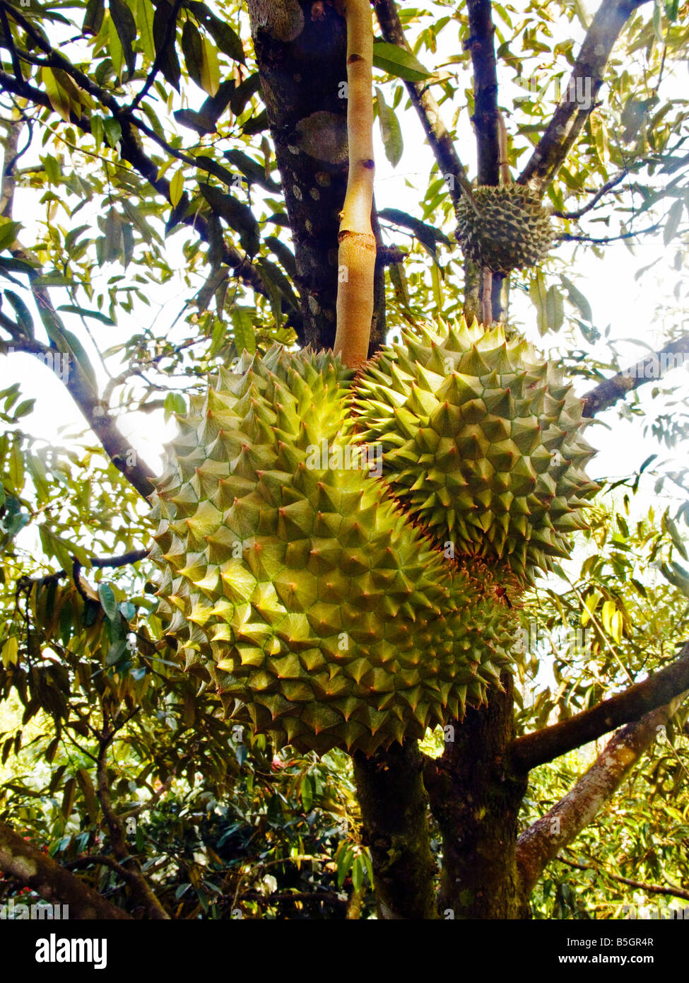 Durian Tree Stock Photos & Durian Tree Stock Images - Alamy