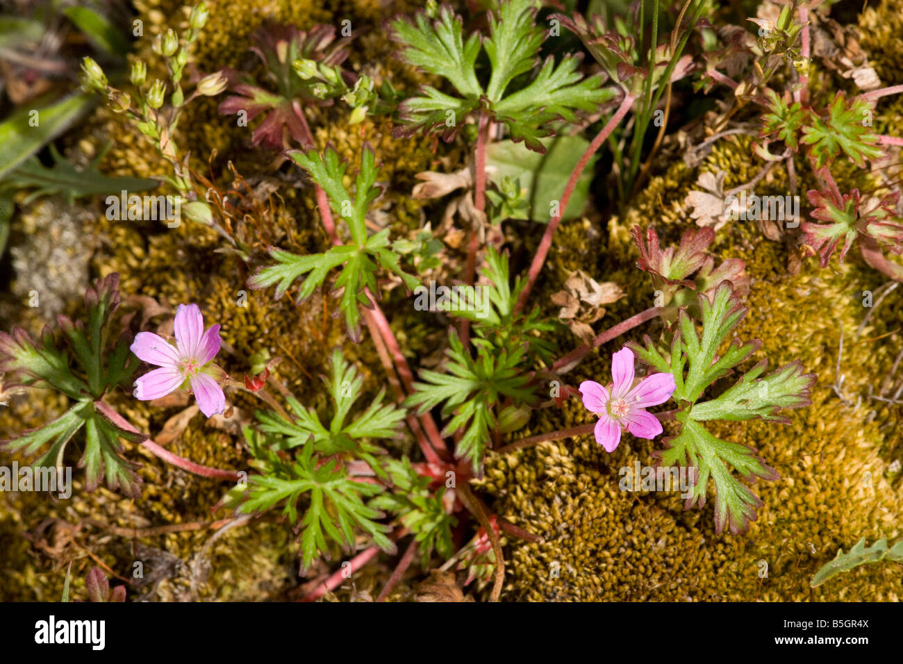 Long stalked cranesbill geranium columbinum flowering plant flower pink ...