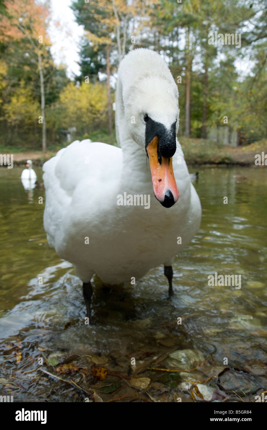 Angry swan hi-res stock photography and images - Alamy