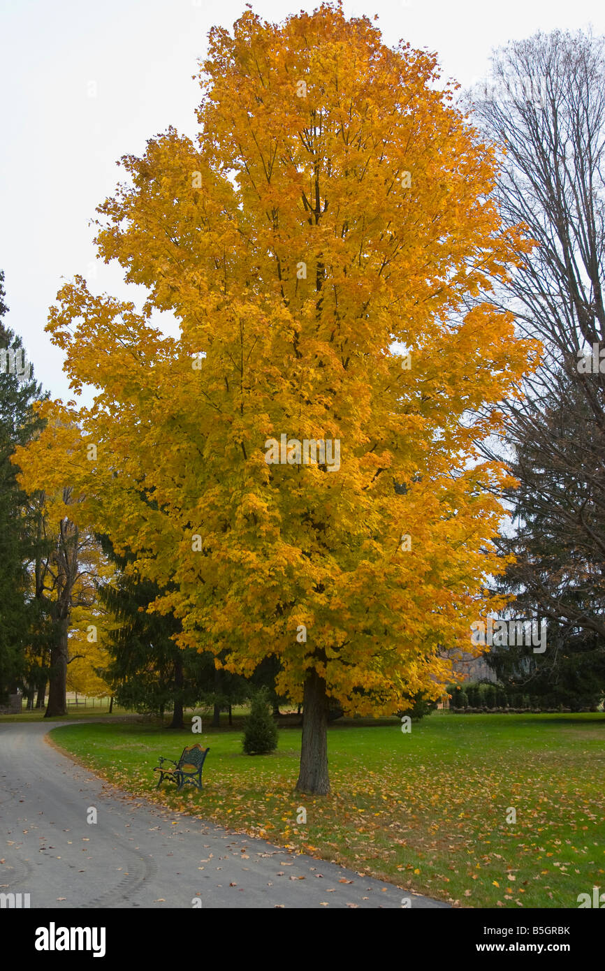 Bench under tree fallen leaves hi-res stock photography and images - Alamy