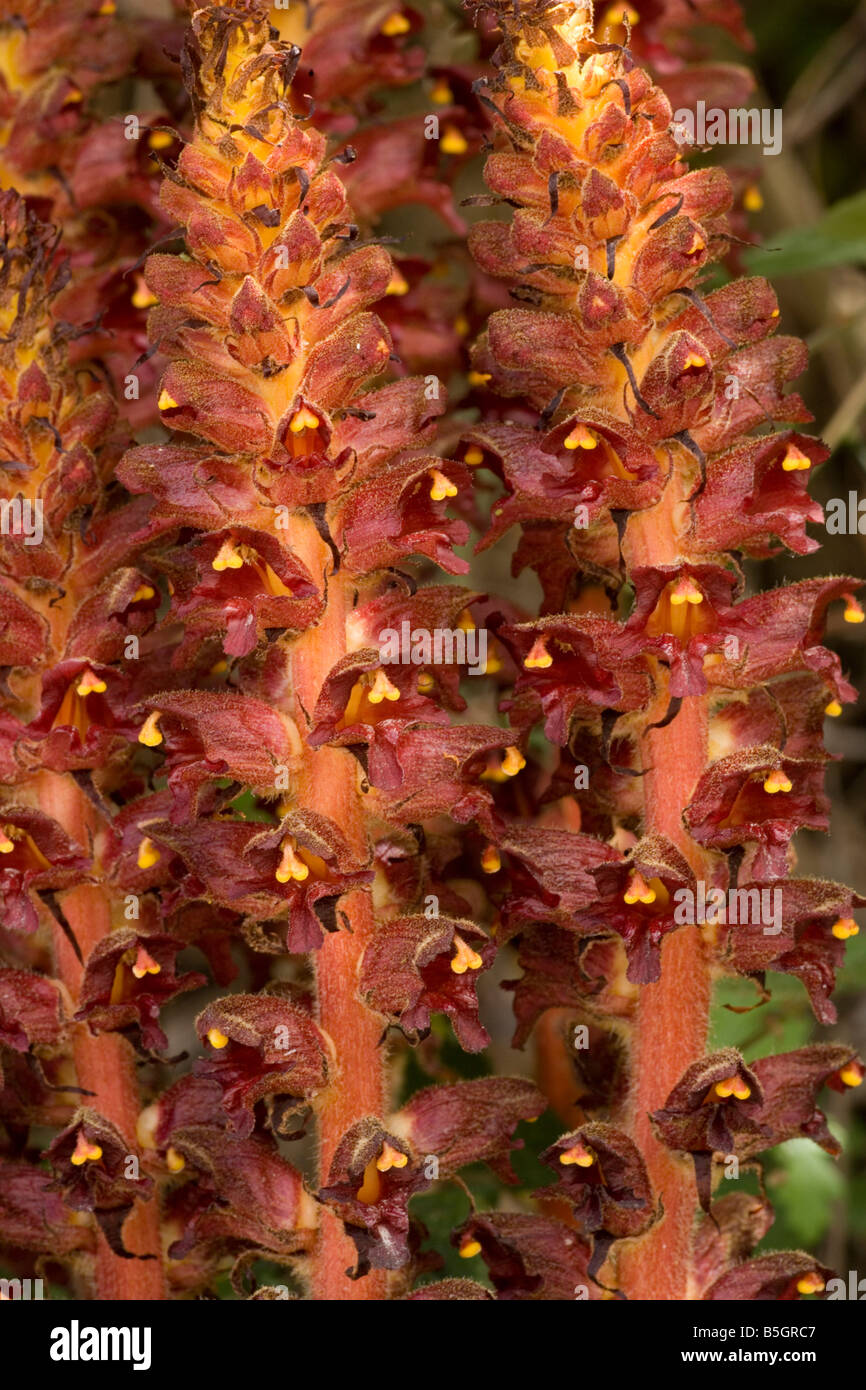 Greater Broomrape Orobanche rapum genistae very rare in UK Root ...