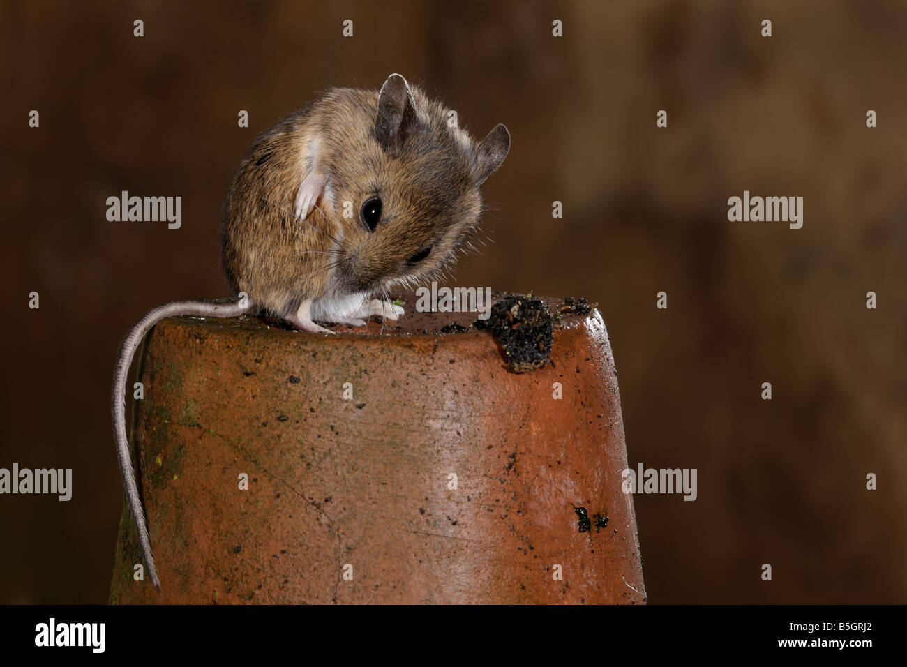 Yellow-necked Mouse Apodemus flavicollis sitting on Flower pot Potton ...