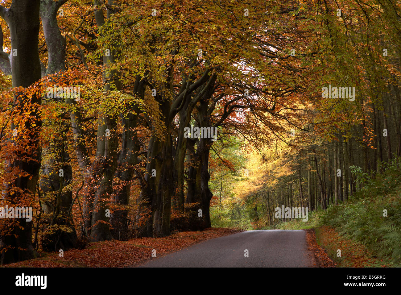Beech Avenue, Teasses near Ceres, Fife, Scotland Stock Photo - Alamy