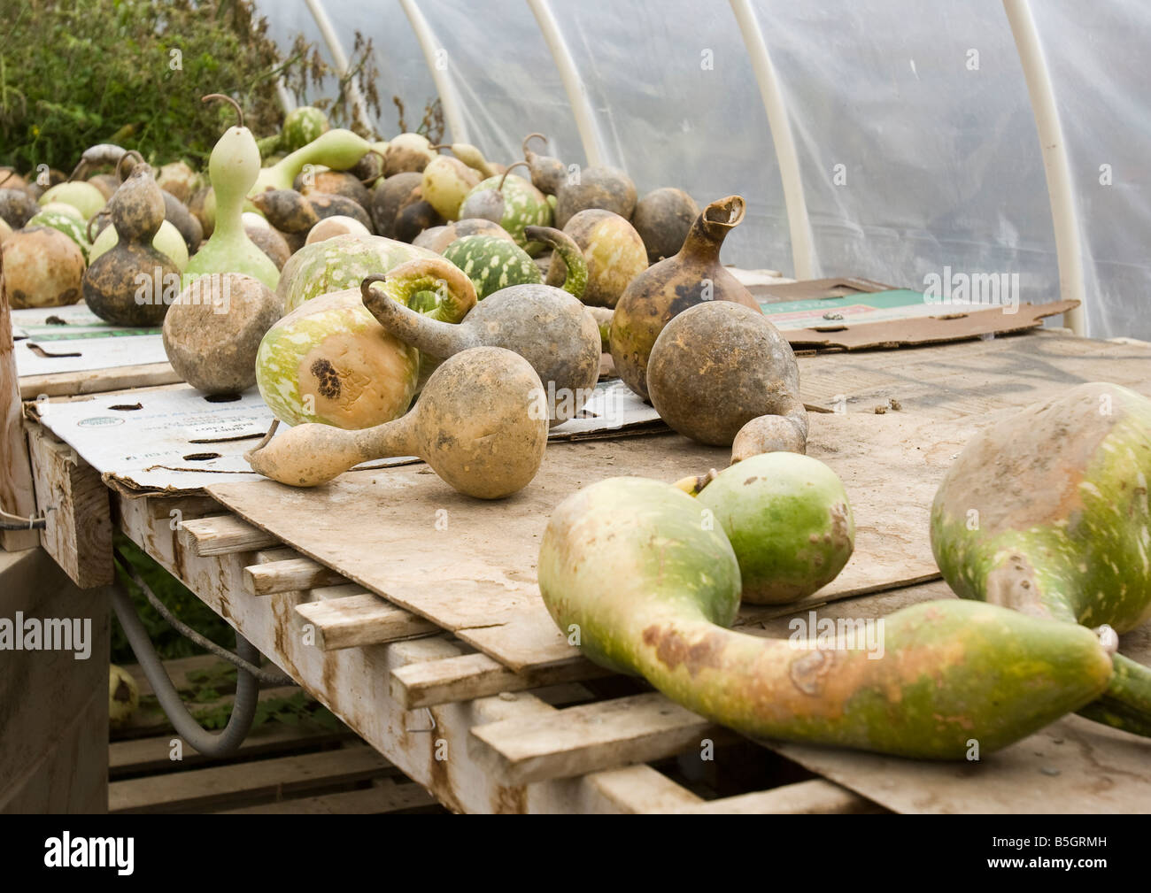 Gourds drying on a rack Stock Photo - Alamy