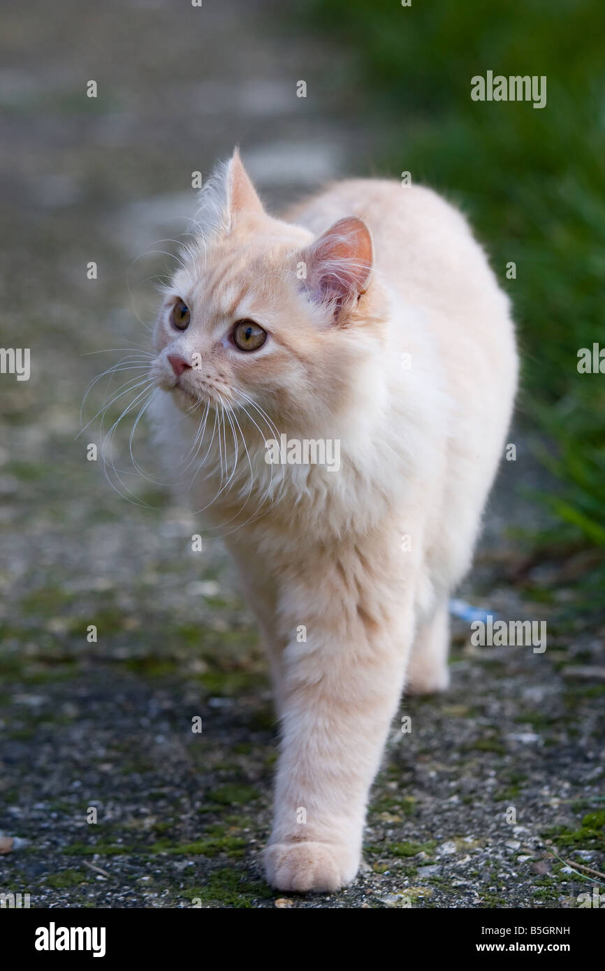 Ginger kitten walking down path Stock Photo - Alamy