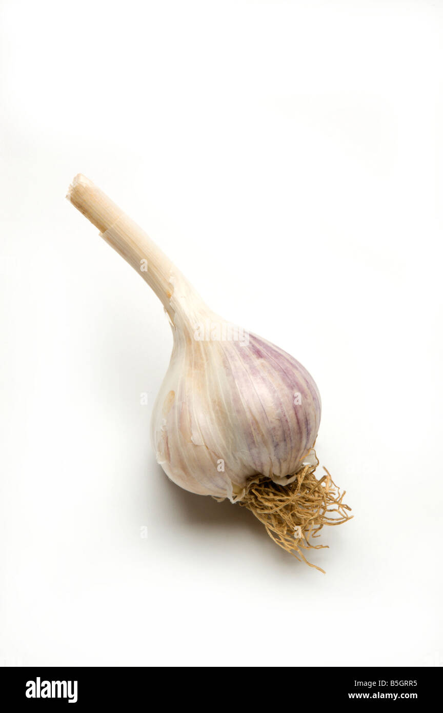 Fresh garlic bulb root hi-res stock photography and images - Alamy