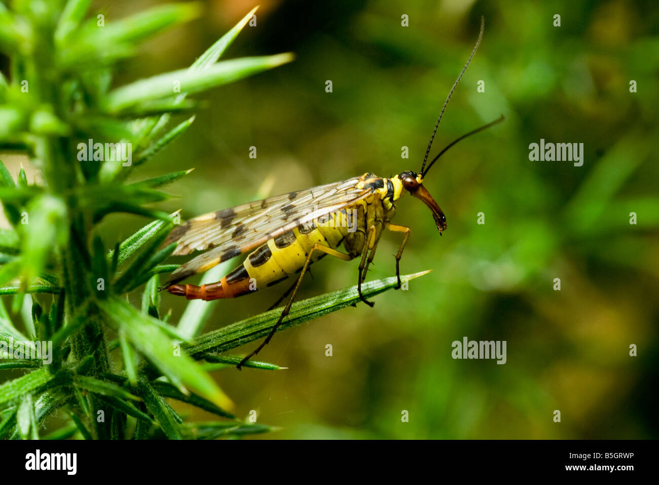 Common scorpionfly on plant Stock Photo - Alamy
