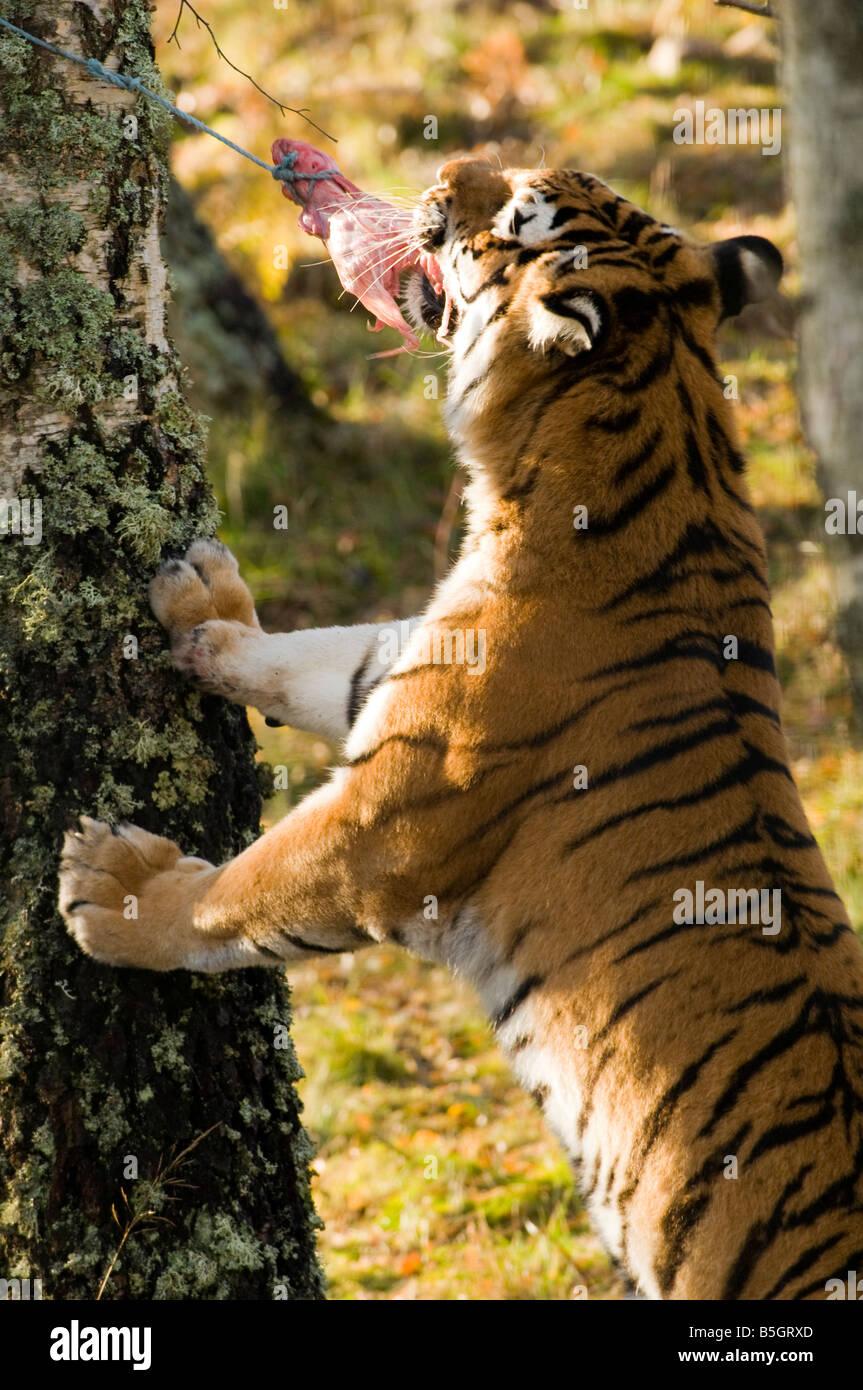 Tiger claws hi-res stock photography and images - Alamy