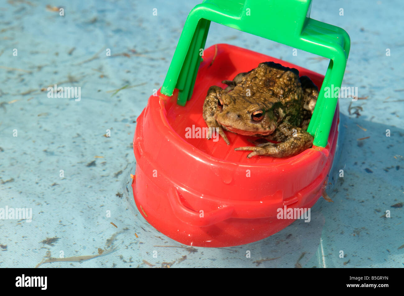 This frog is the captain of this boat Where is he going Stock Photo - Alamy
