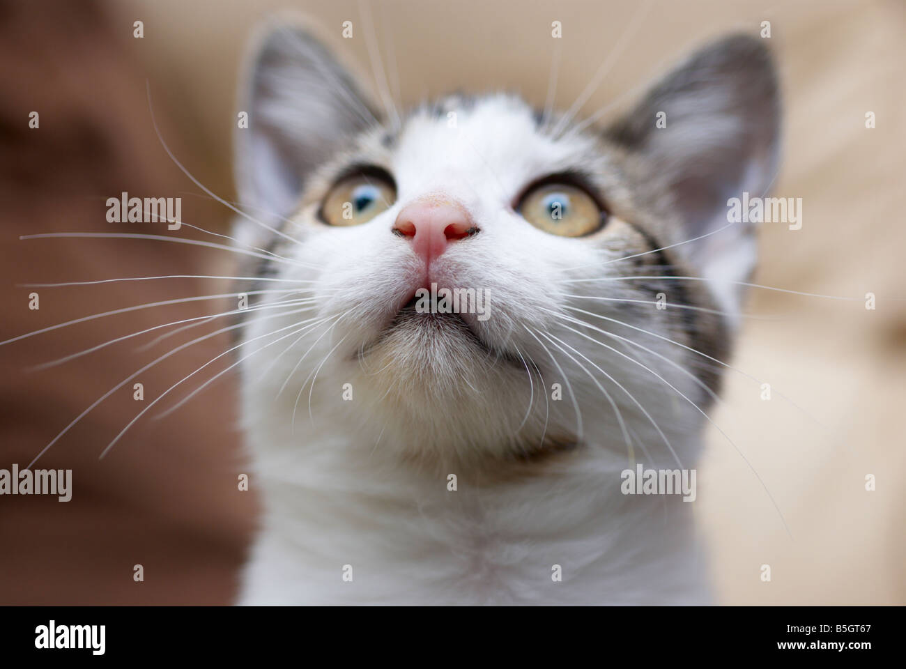 Tabby cat portrait headshot face head hi-res stock photography and ...
