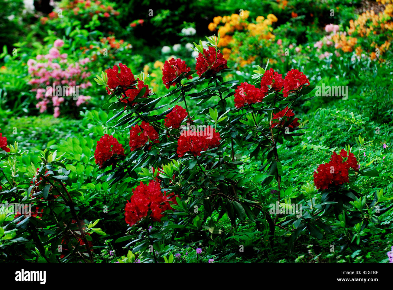Landscape ornamental flower Cut Out Stock Images & Pictures - Alamy