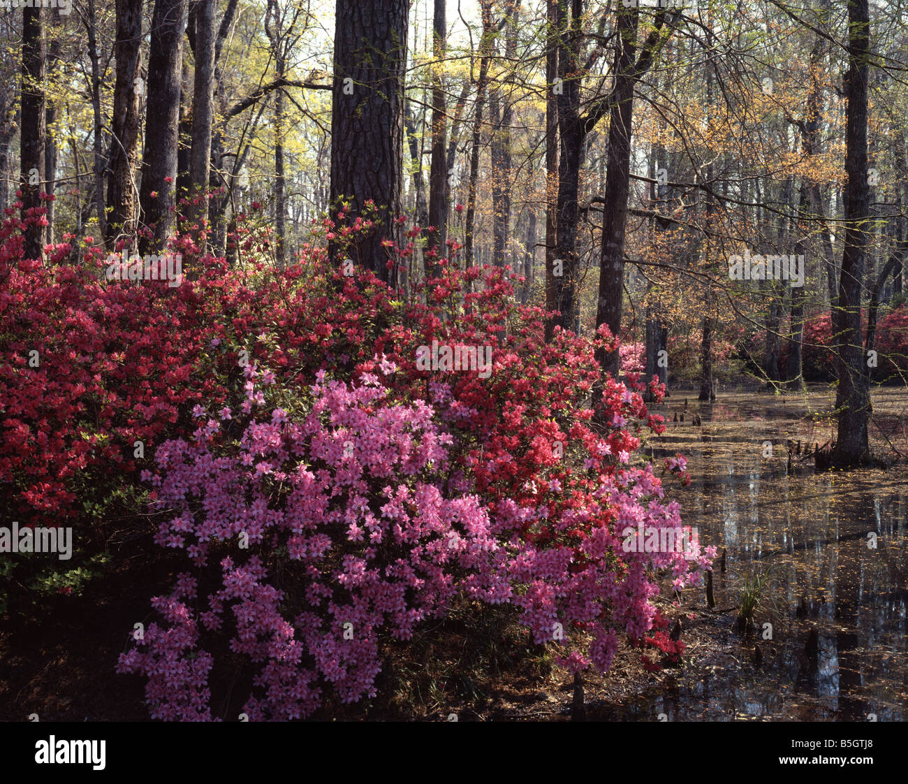 Azalea Bushes Along Edge of Swamp Stock Photo - Alamy