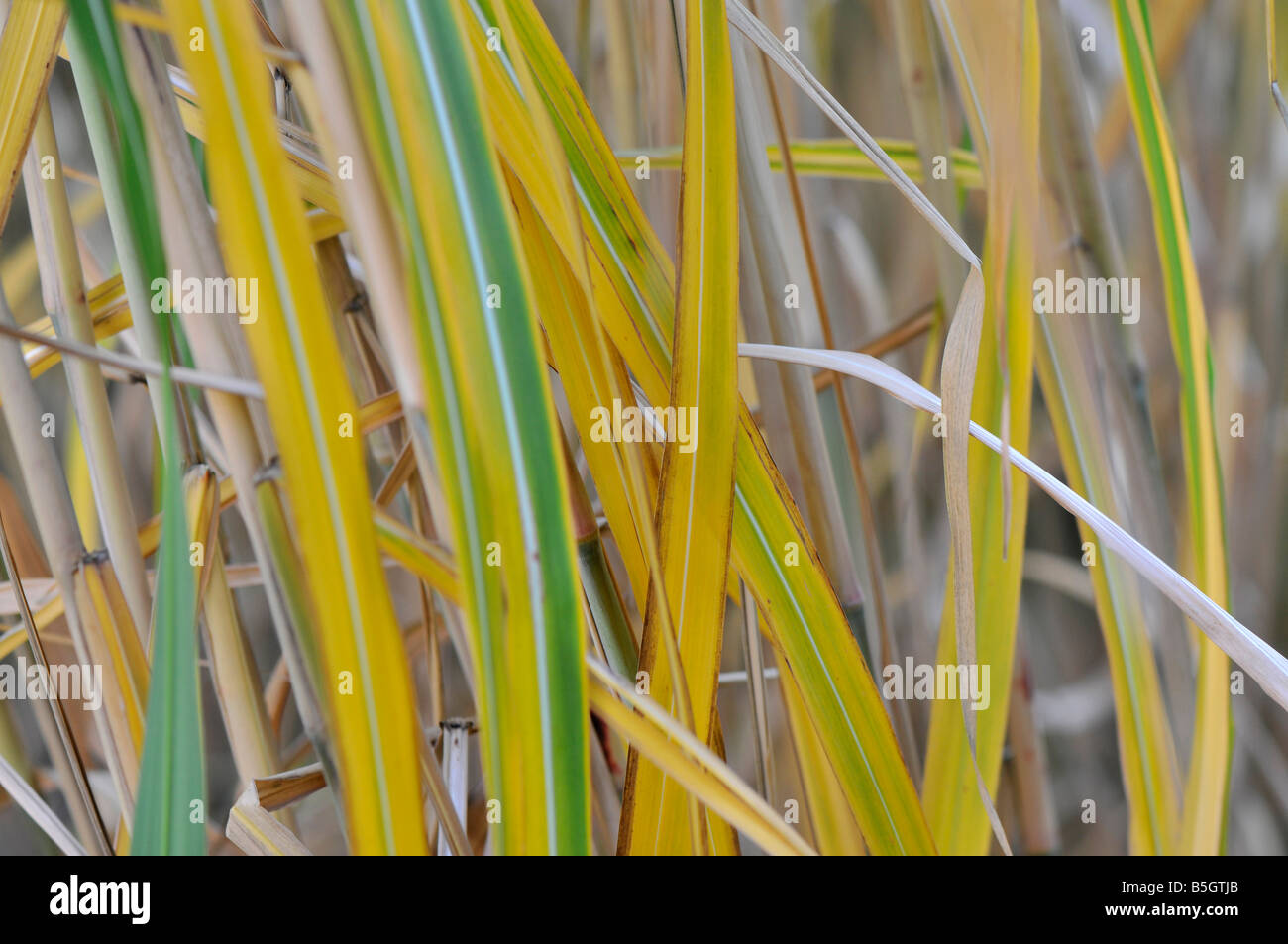 Amur silver grass. Botanical name is Miscanthus sacchariflorus Stock ...