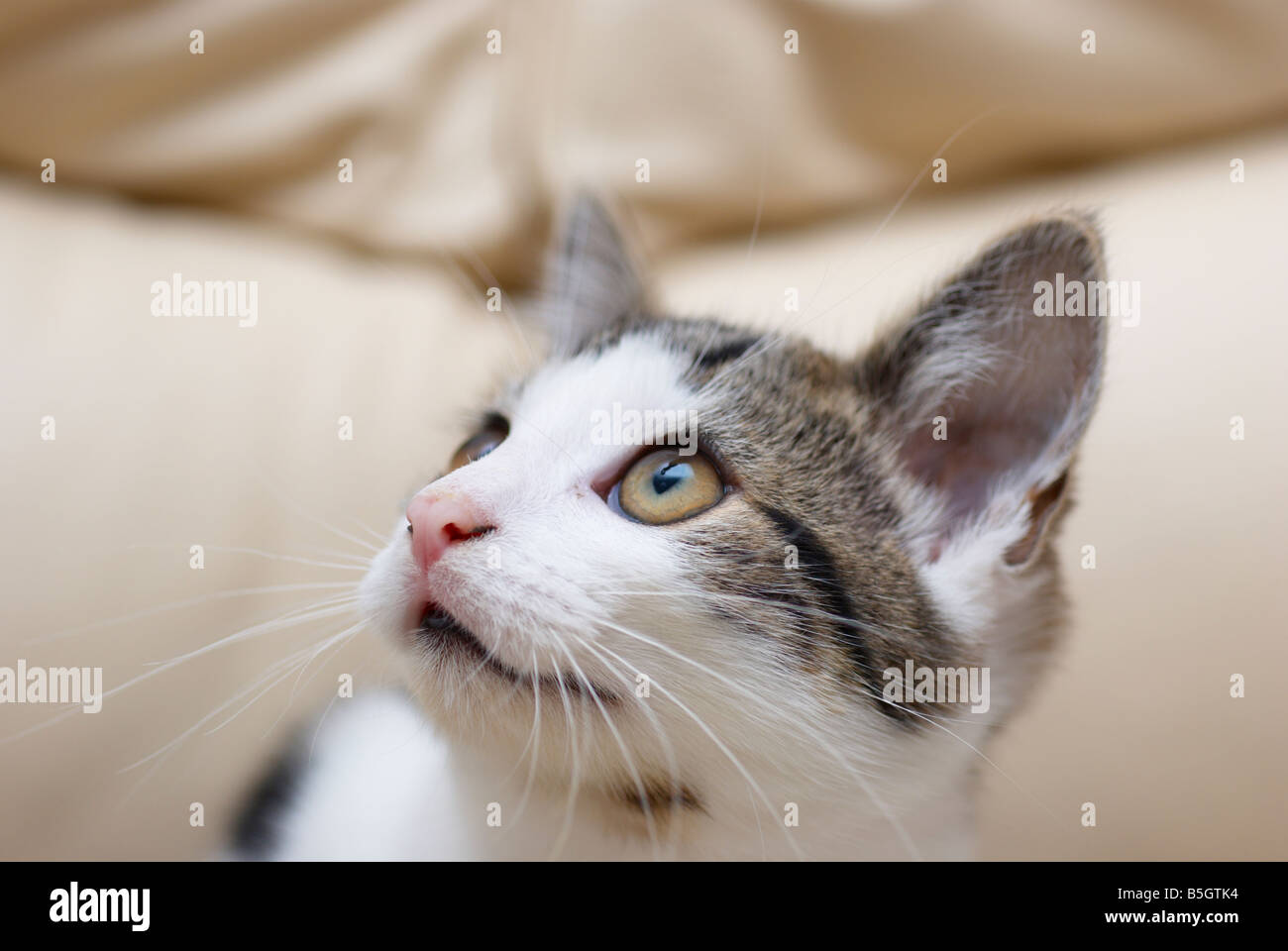young cat / kitten looking up Stock Photo - Alamy