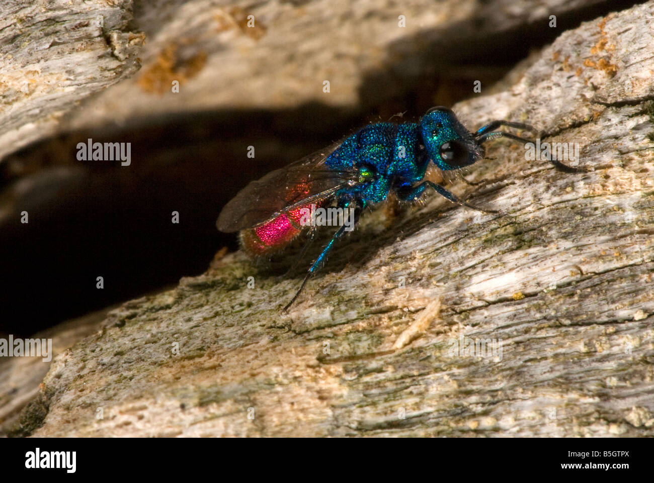 Ruby-tailed wasp Chrysis ignita parasite of Mason bees and other ...