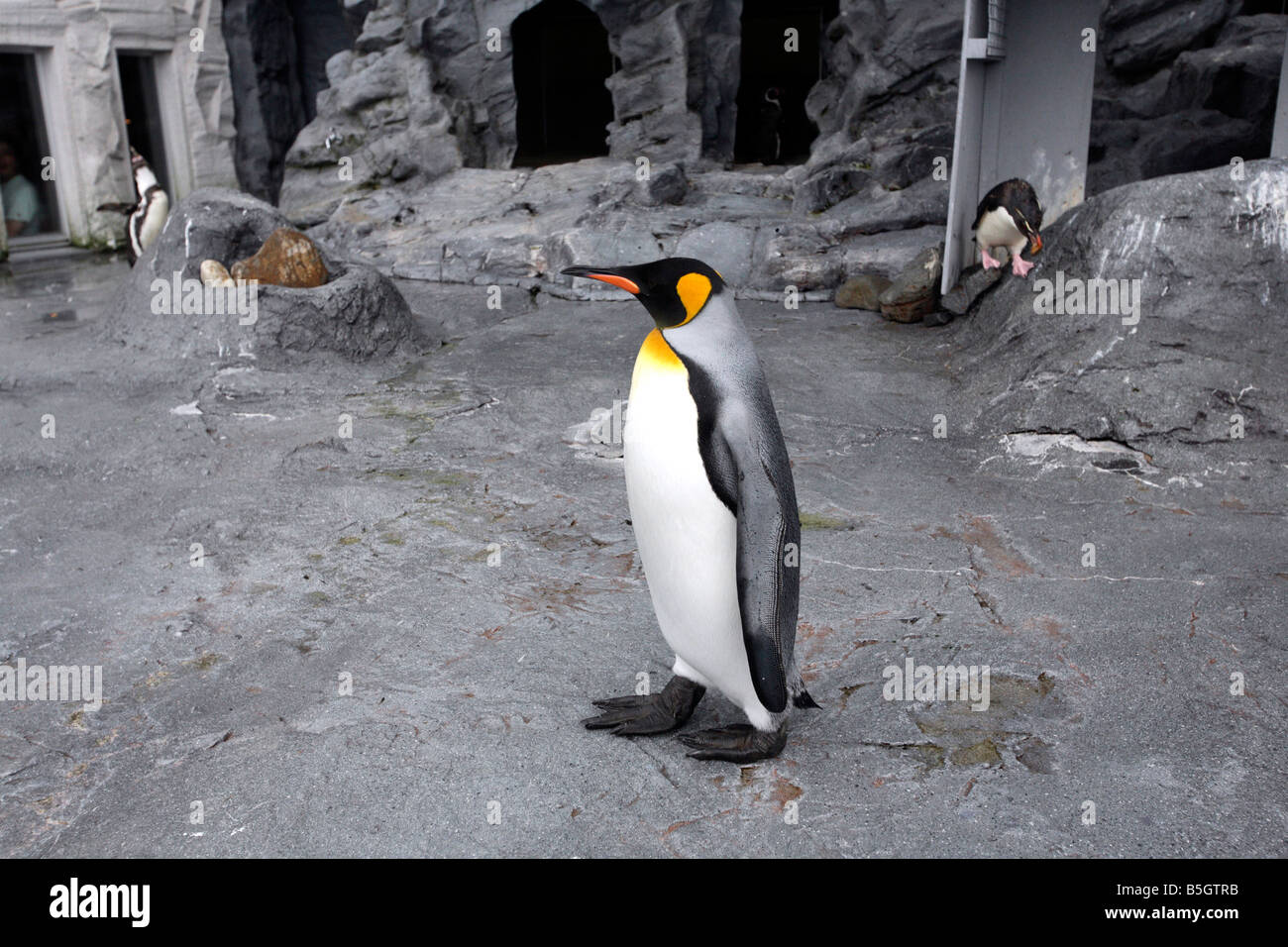 King Penguin Aptenodytes patagonicus in Asahiyama Zoo Hokkaido Japan ...