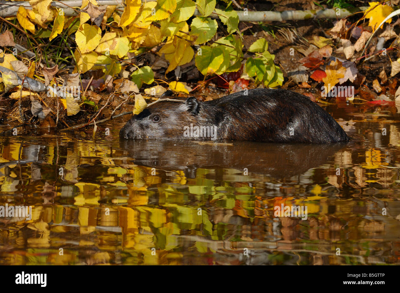 Canadian beaver castor hi-res stock photography and images - Alamy