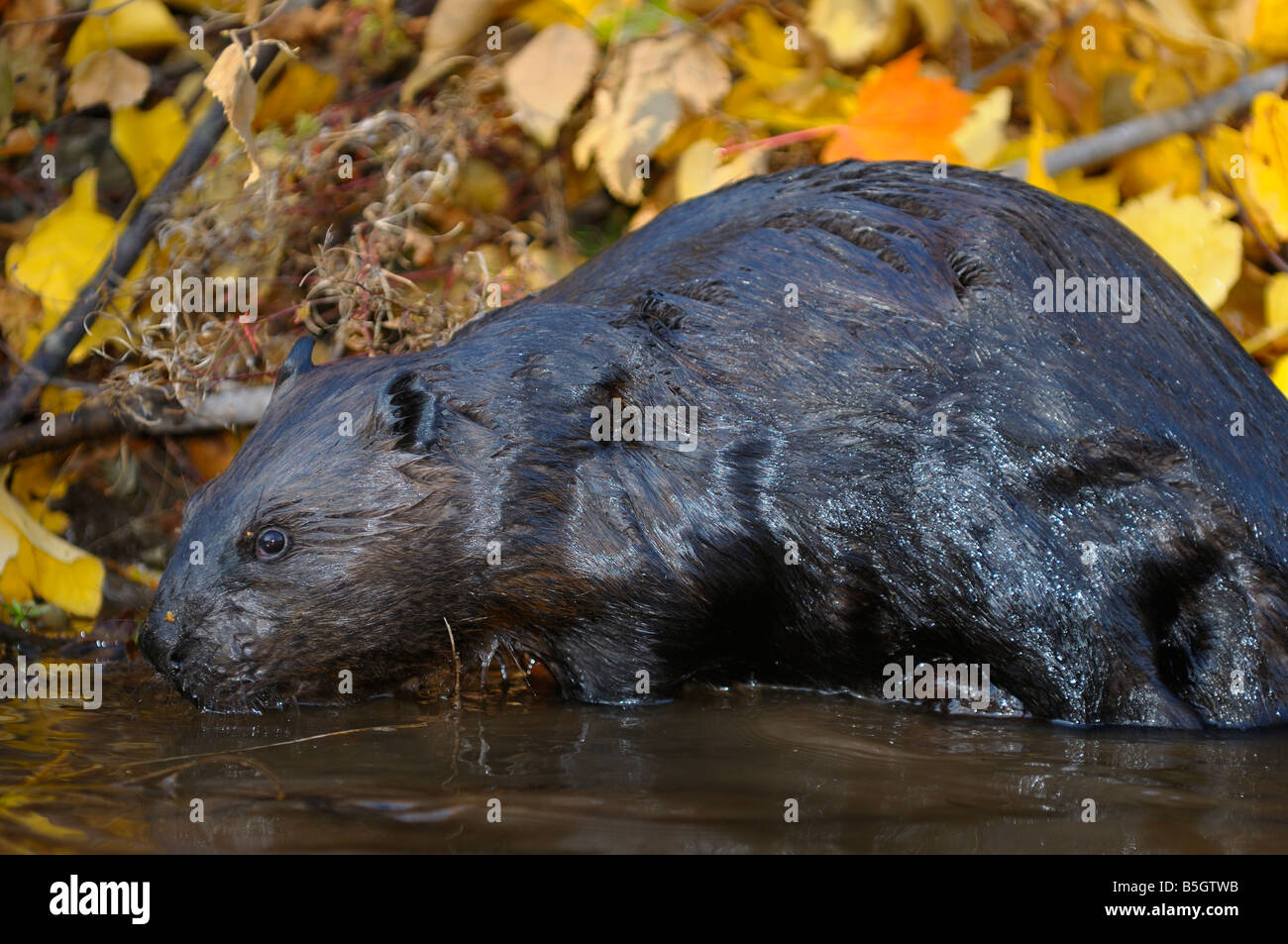 Wet beaver hi-res stock photography and images - Alamy
