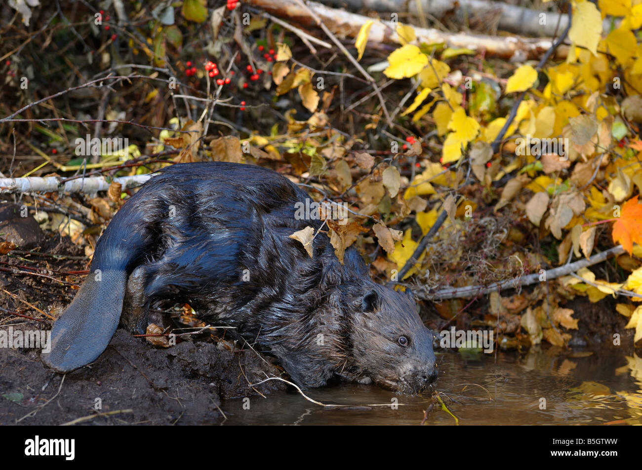 Wet Canadian Beaver sliping into a stream with Fall color birch leaves ...