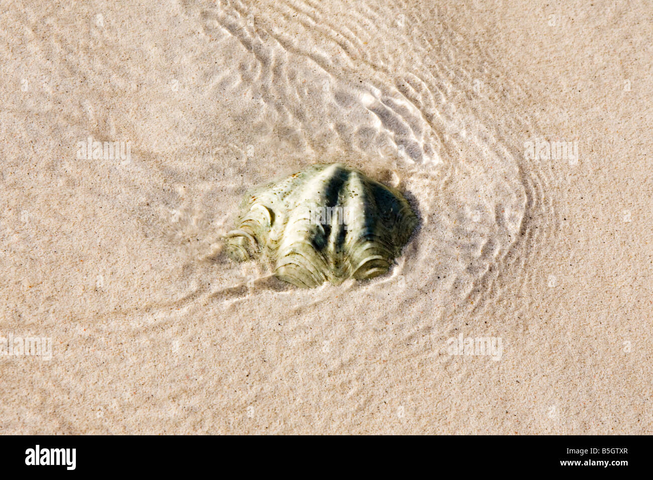 A giant oyster shell washed up on a beach in The Maldives Stock Photo ...