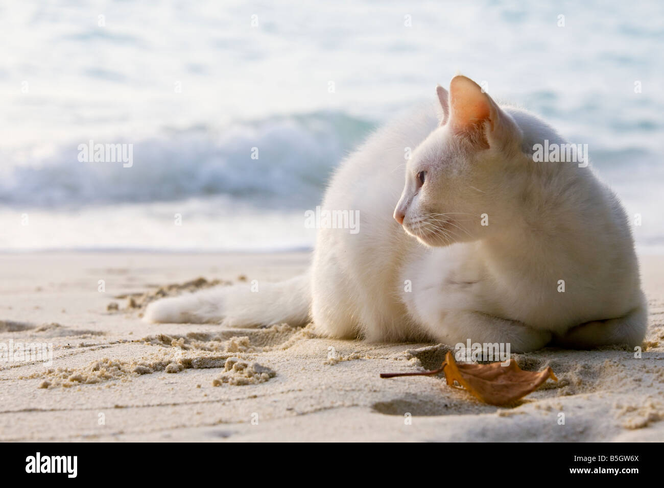 A white stray cat on a white sand beach in The Maldives Stock Photo - Alamy