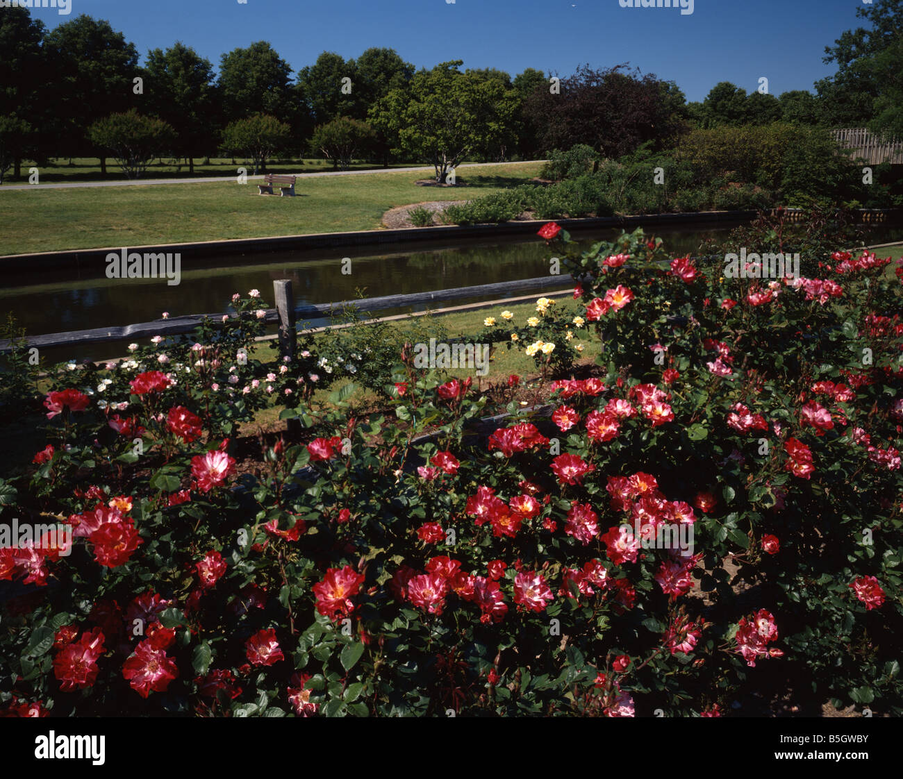Rose Bushes by Canal Stock Photo - Alamy
