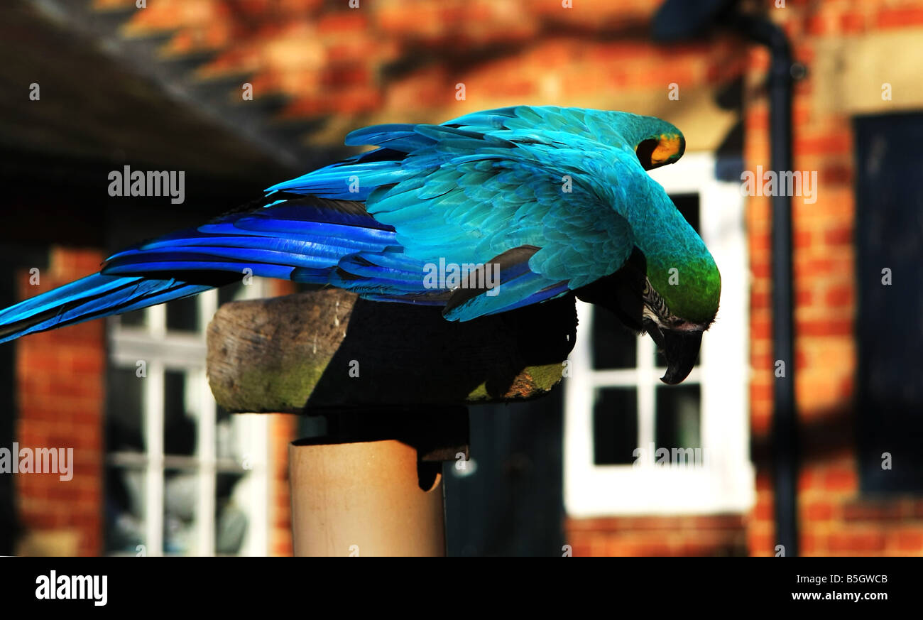 A blue and yellow Macaw parrot Stock Photo - Alamy