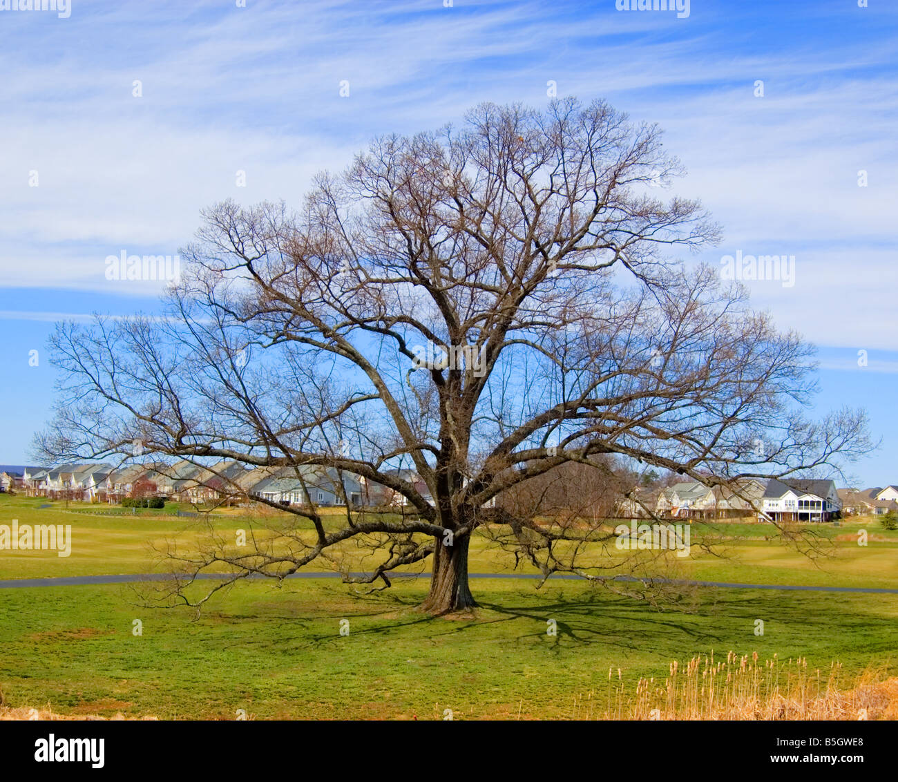 big tree Southern Red Oak Quercus falcata Virginia USA Stock Photo - Alamy