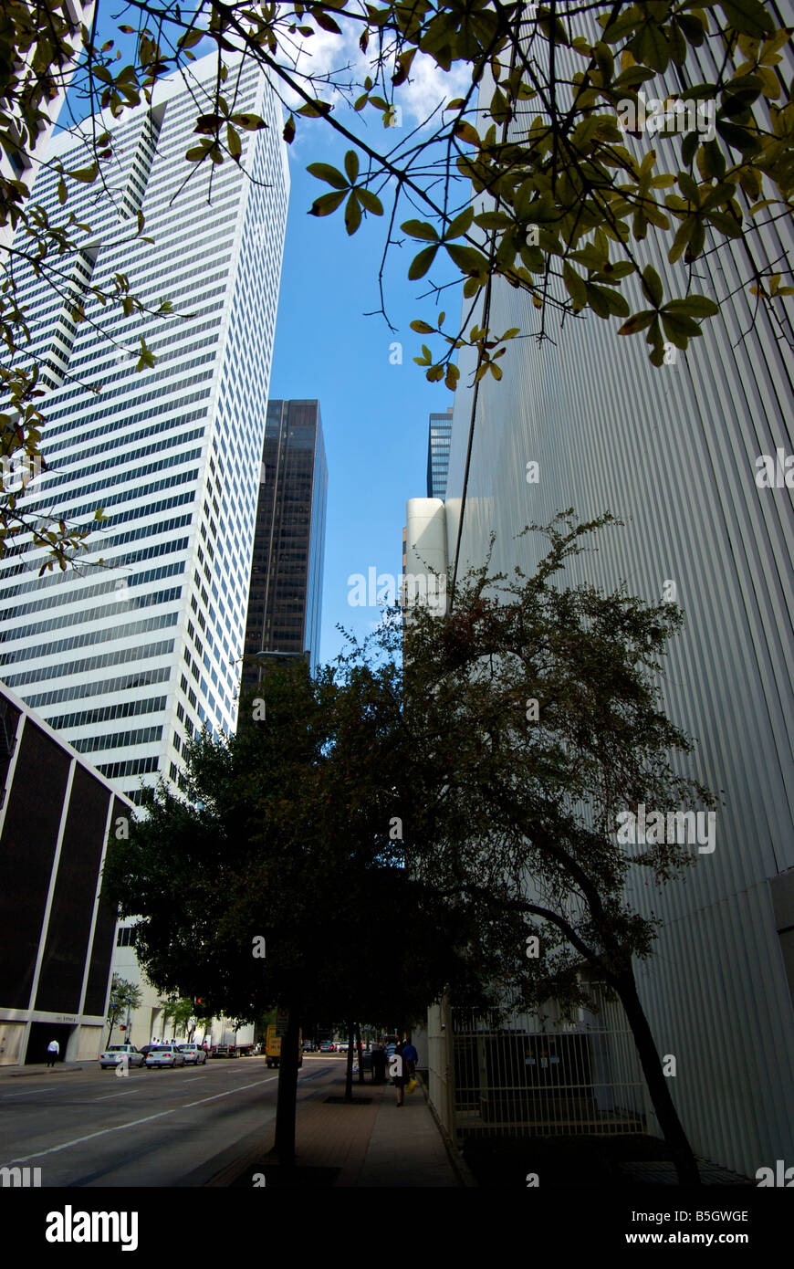 Trees growing in the shadows of the highrise office building towers of ...