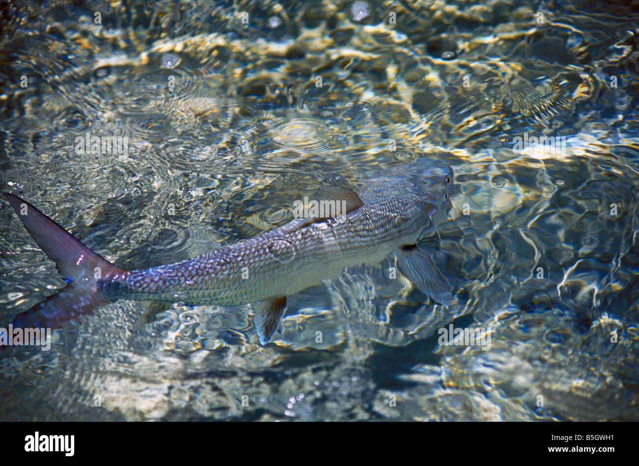 Bonefish tail hi-res stock photography and images - Alamy