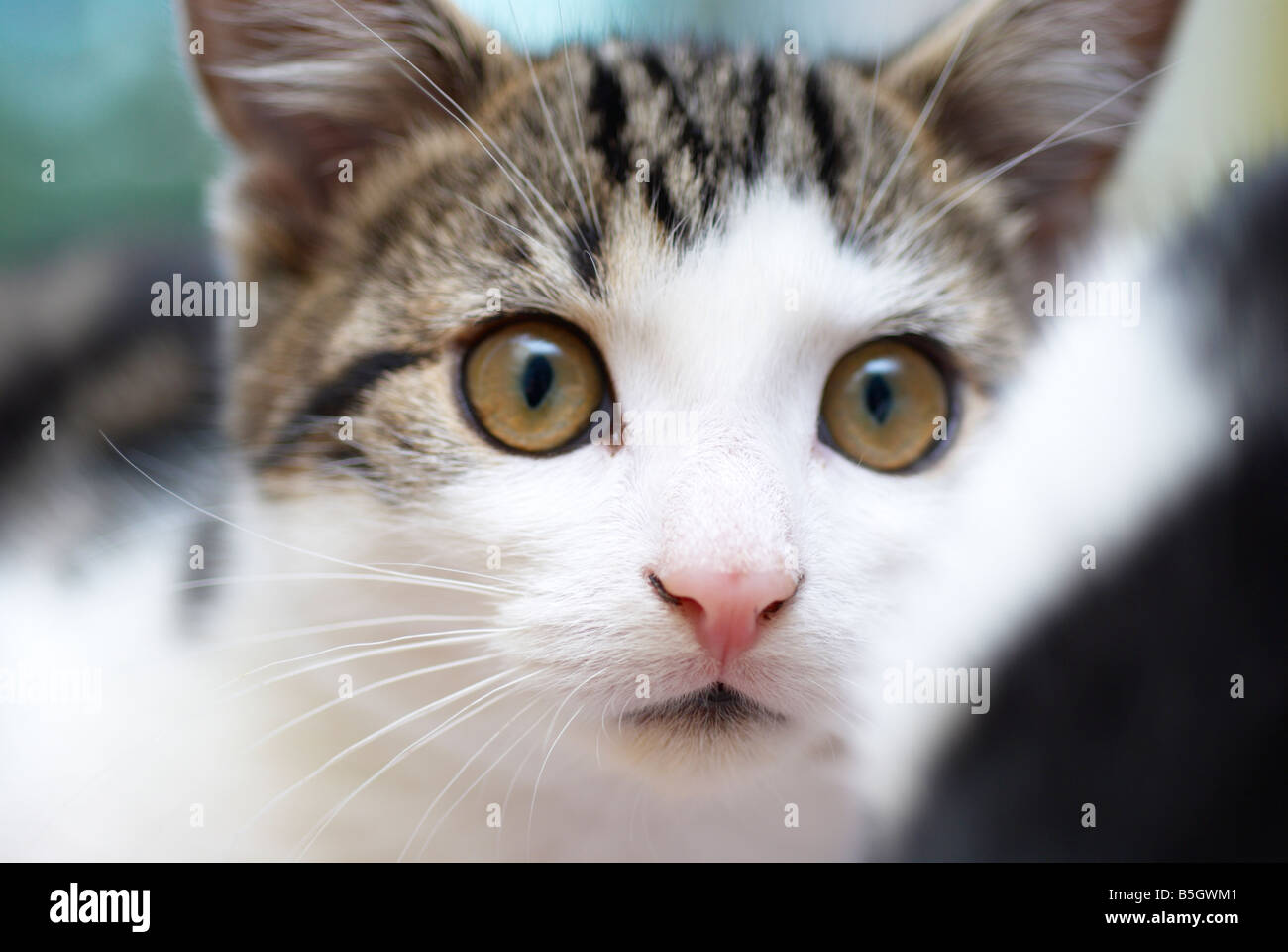 close up of young tabby cat's face Stock Photo - Alamy