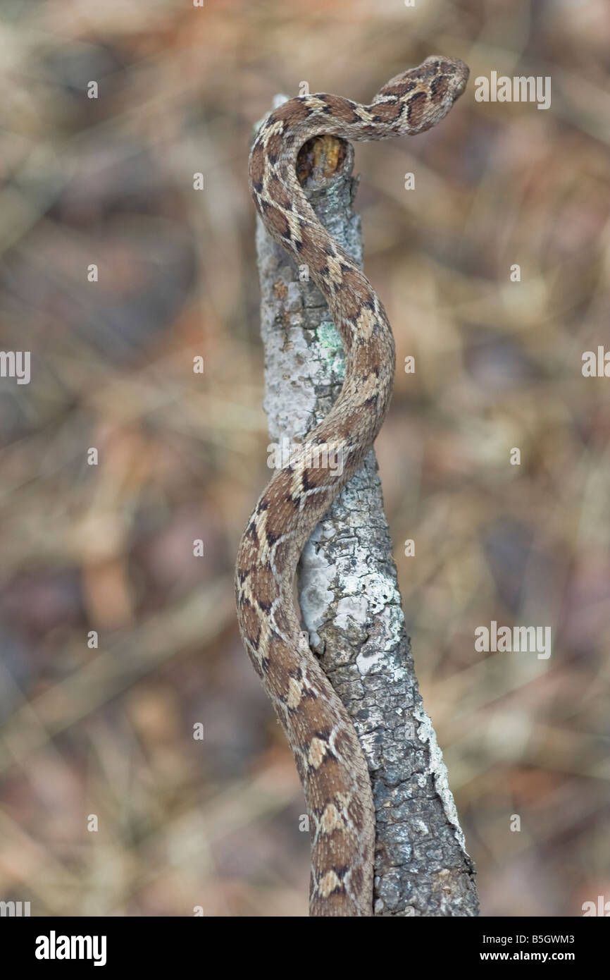 Saw scaled viper in habitat Stock Photo - Alamy