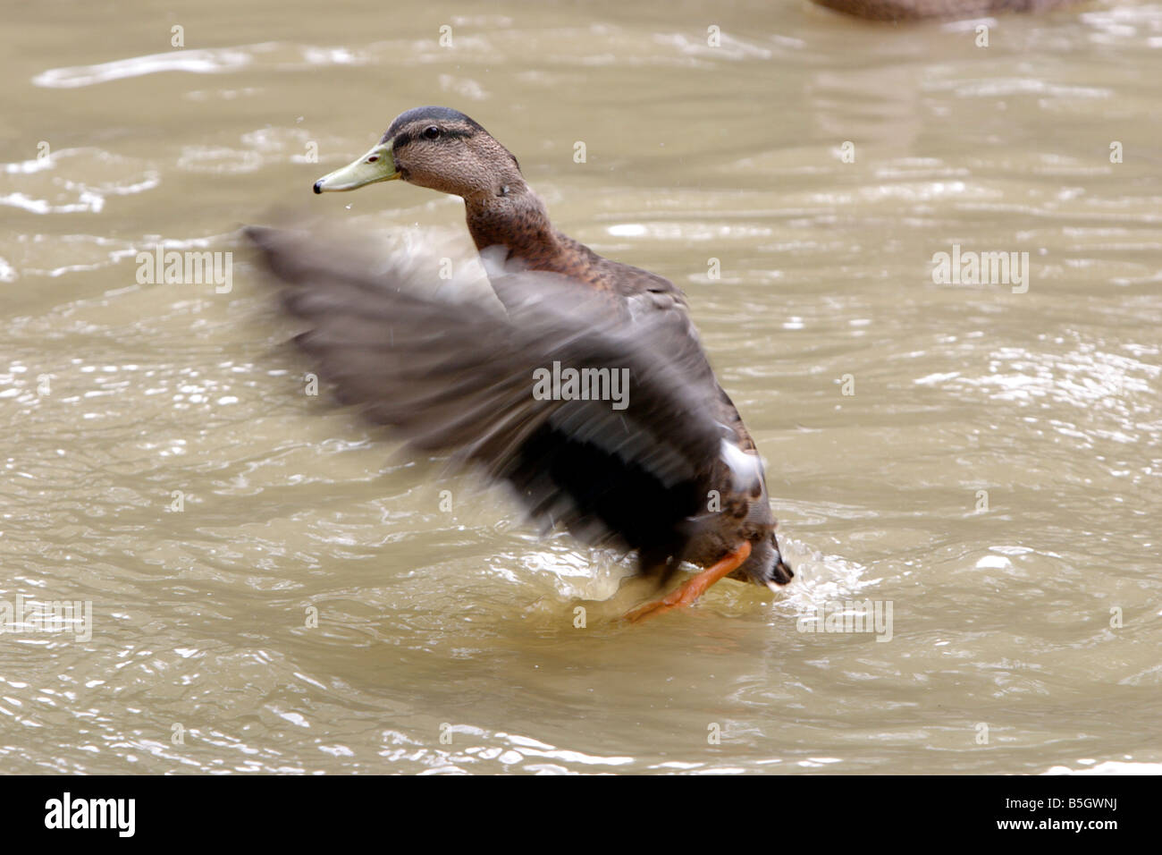 Duck in Asahiyama Zoo Hokkaido Japan Stock Photo - Alamy