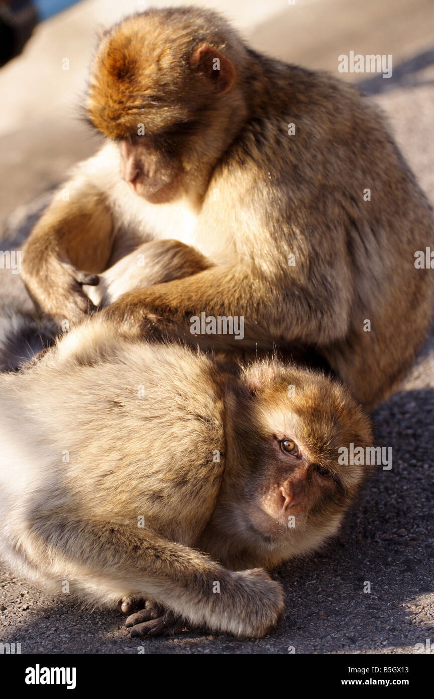 Delousing High Resolution Stock Photography and Images - Alamy