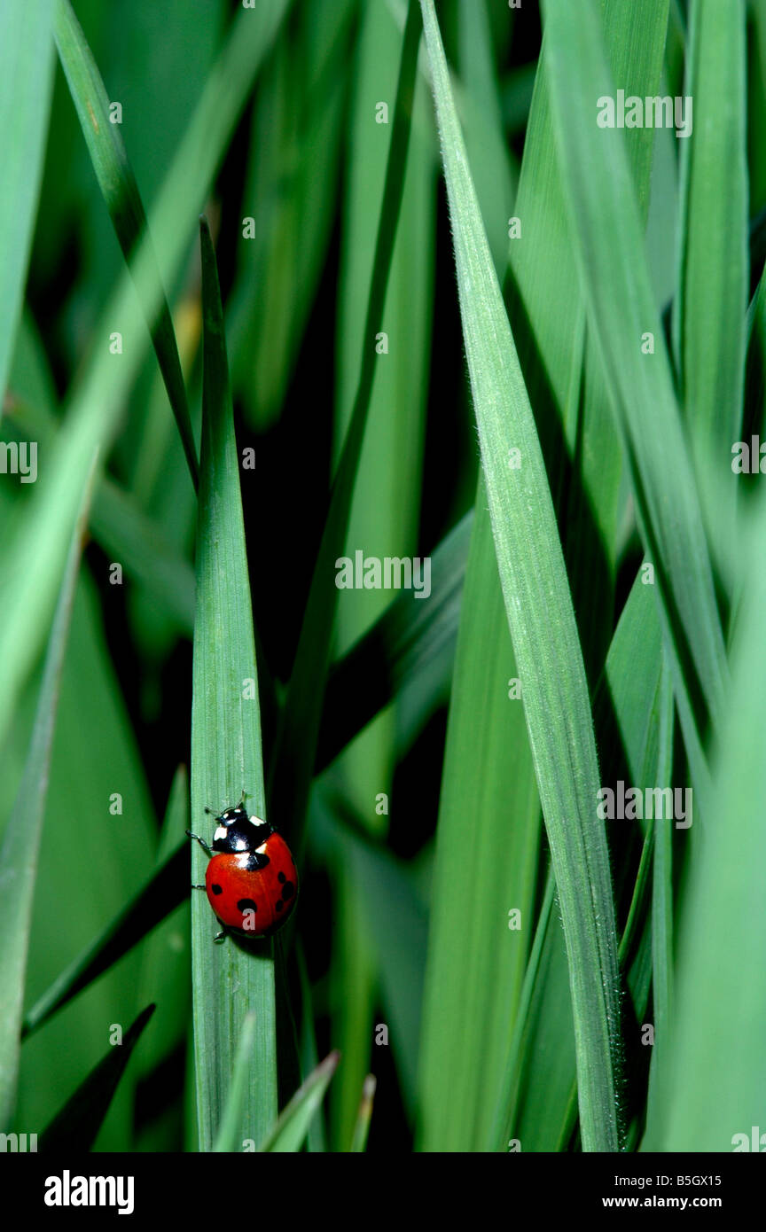 Nine spotted lady beetle hi-res stock photography and images - Alamy