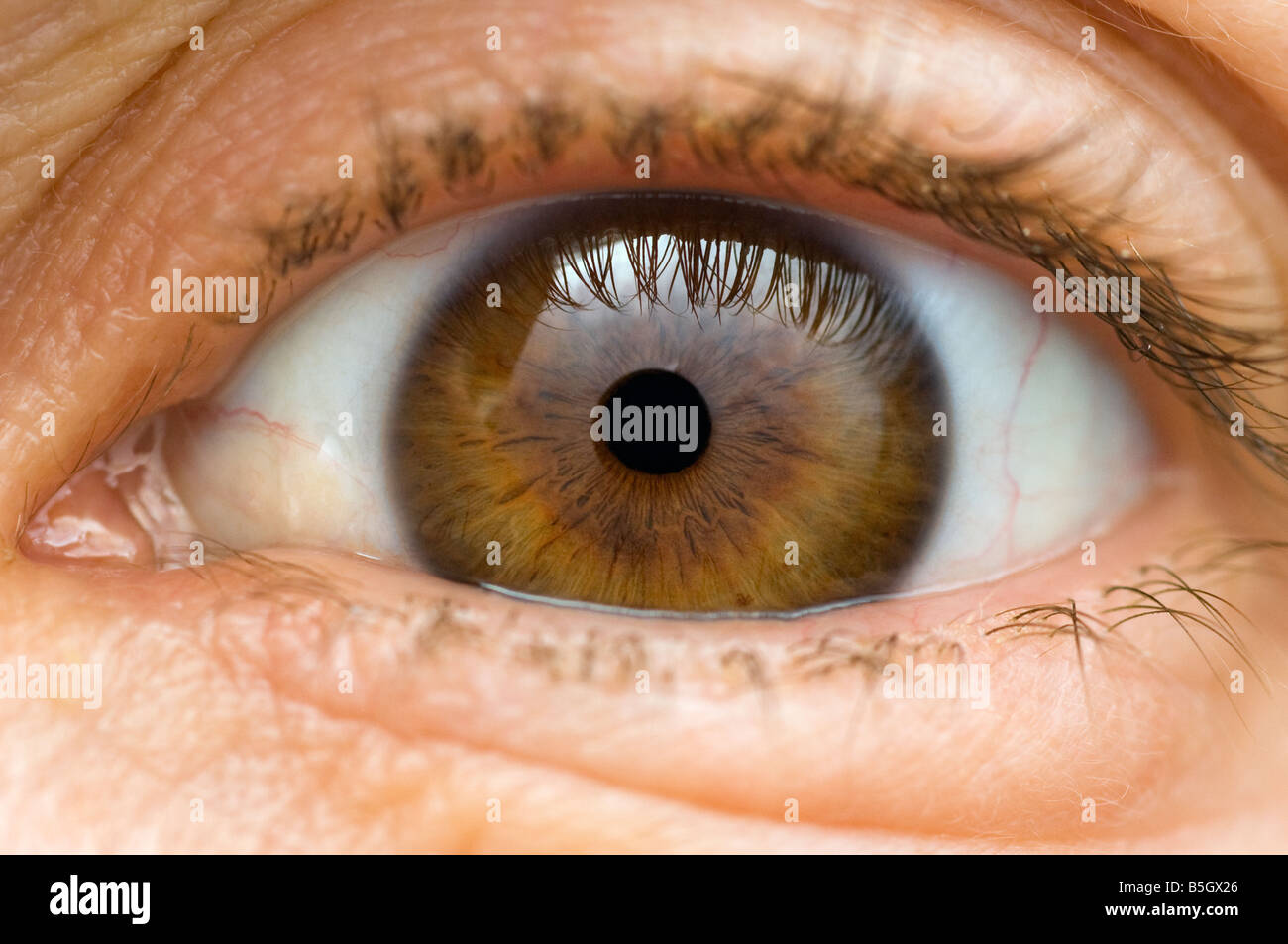 an eye close up Stock Photo - Alamy