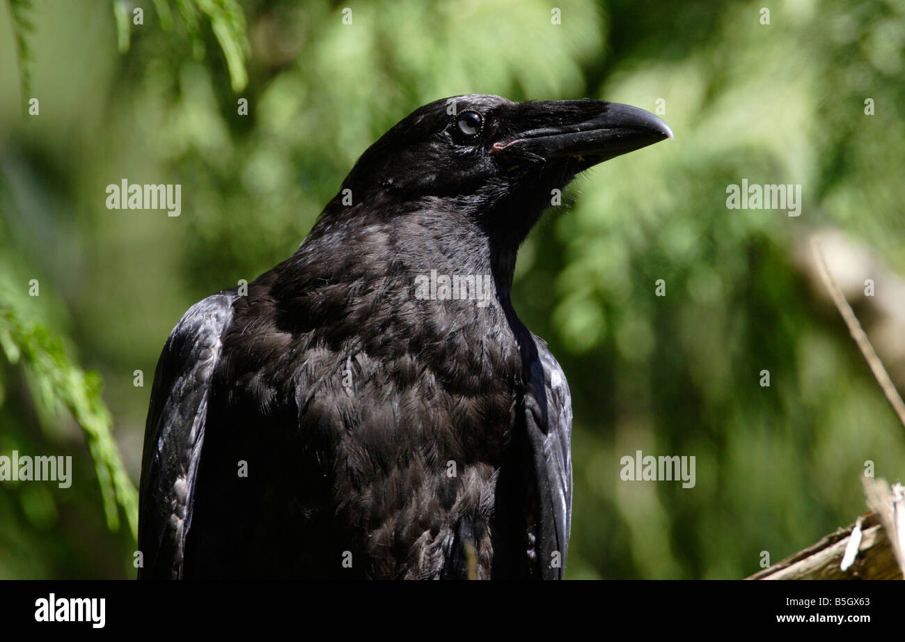 Raven head close in hi-res stock photography and images - Alamy
